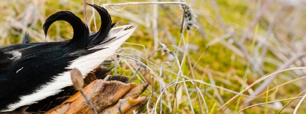 MANKOFF | Успех Вашей Охоты