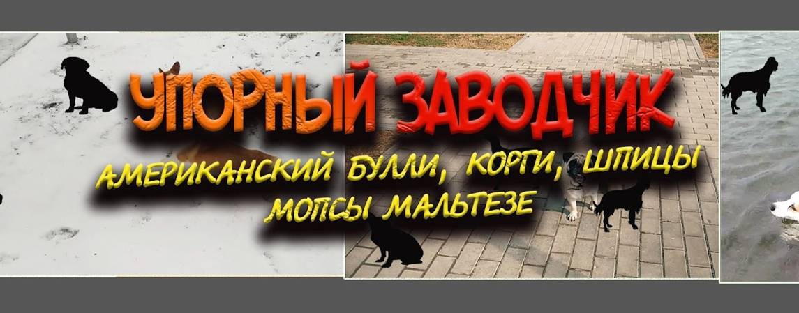 Упорный Заводчик