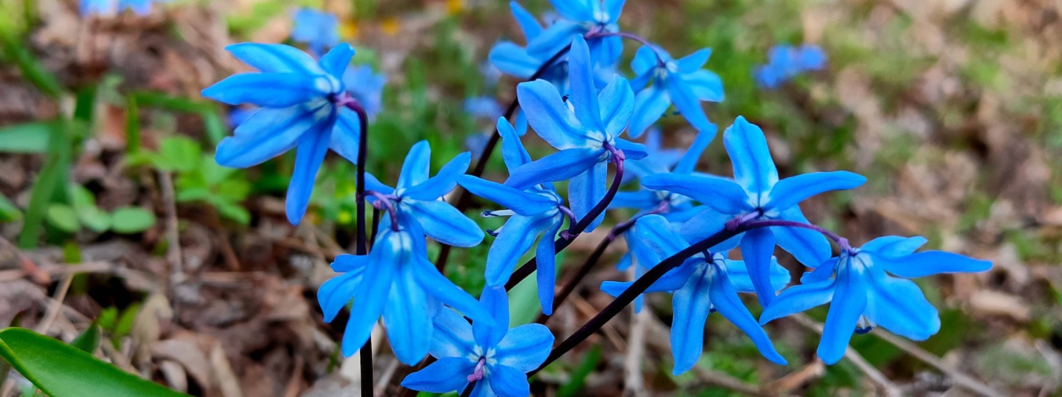 Природа вокруг нас