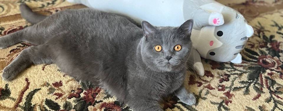 Плюшевый Блинчик