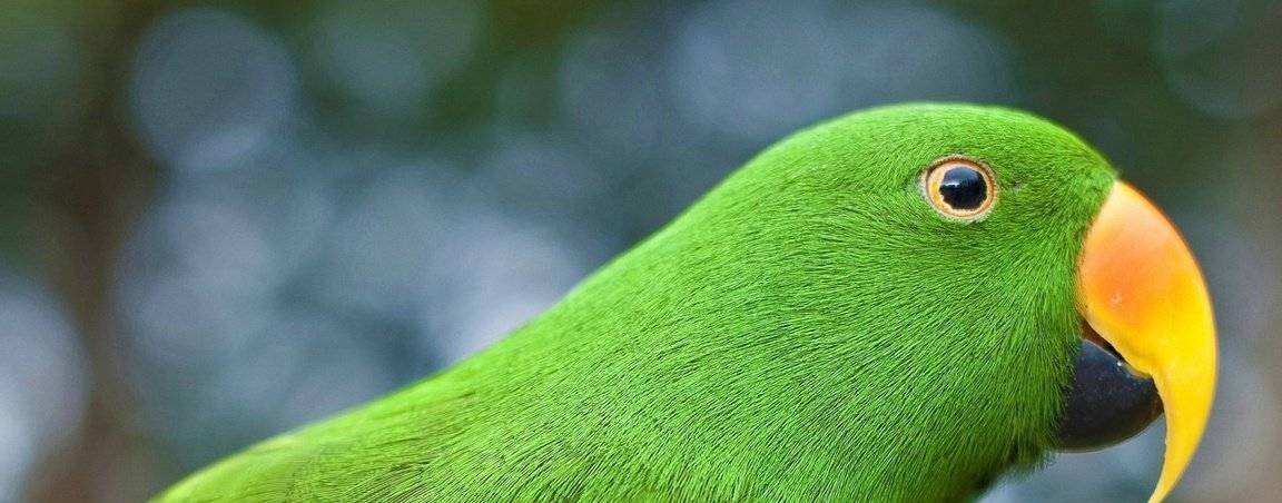 Зелёный попугай