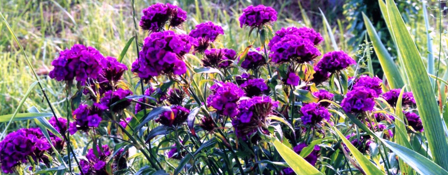 Трунилин Борис