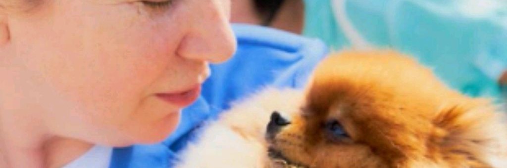 Лучшие друзья шпицы из питомника "Флаффи Тейл"