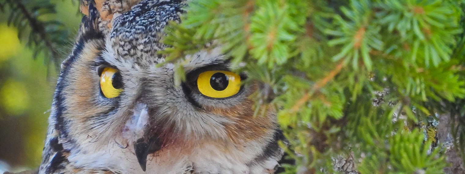 Davids Vetrovs Photo