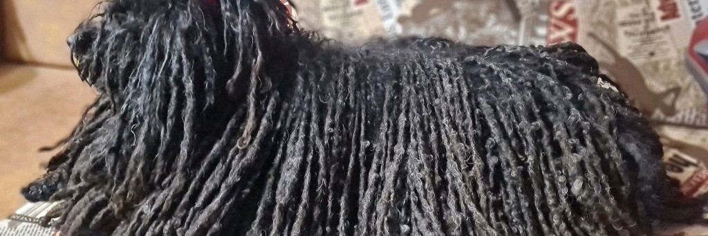 Зоогостиница в Афанасово