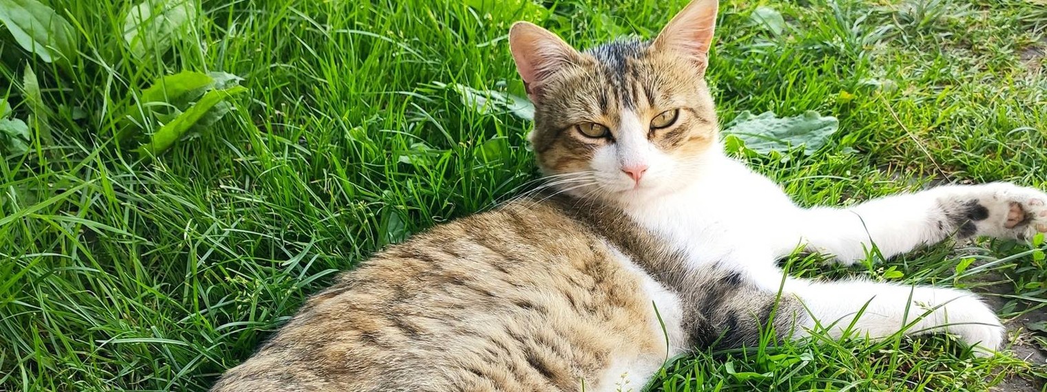 Самые забавные видео