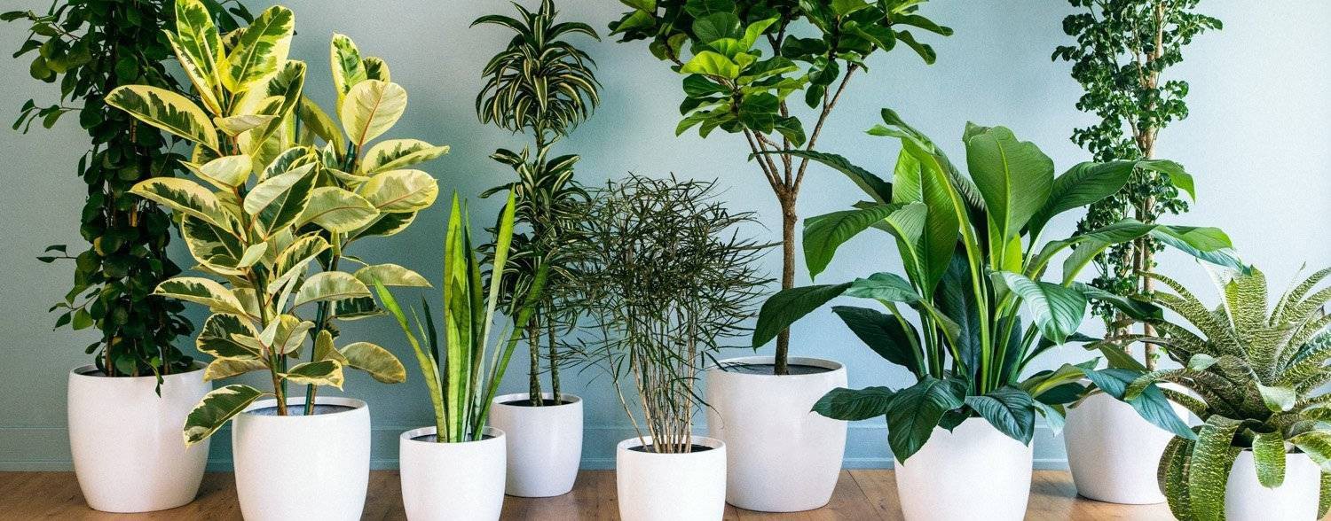 Комнатные цветы