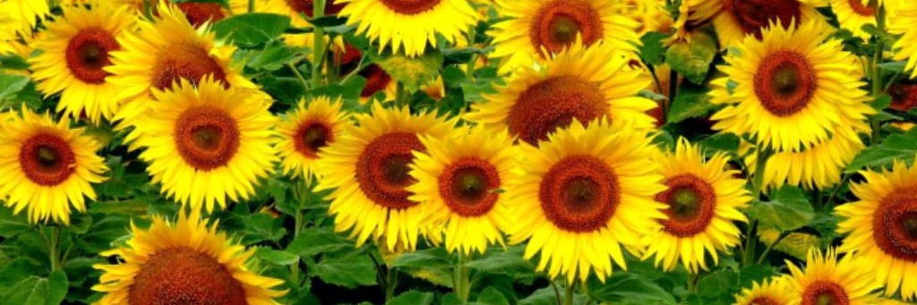 Из города на дачу. Жизнь В Деревне