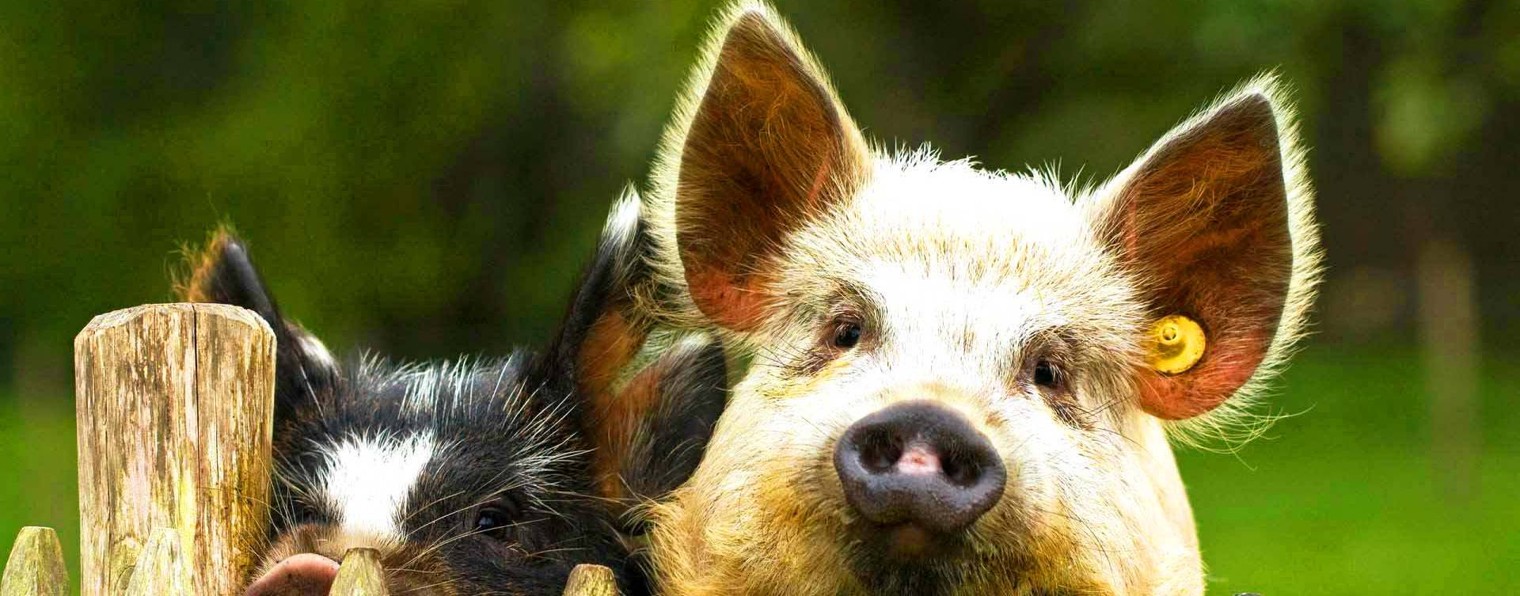 Забавные животные