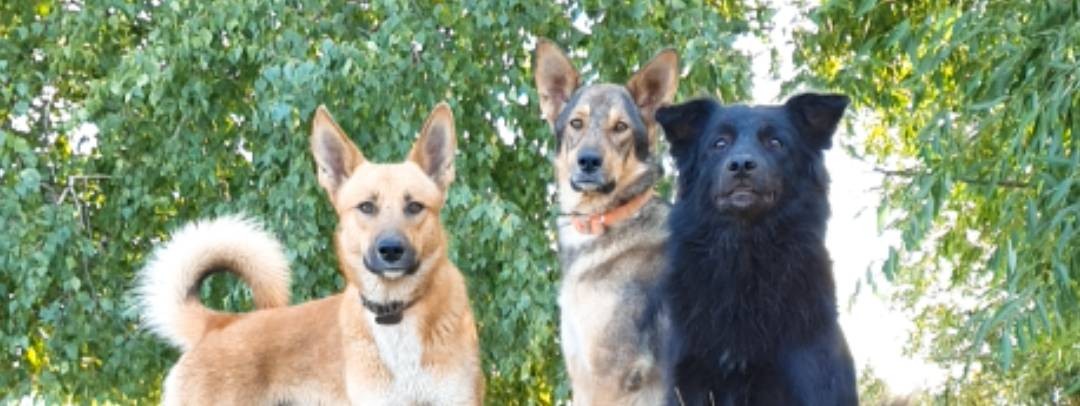 Ира zlatavlaska ЗооСад "Островок"?????