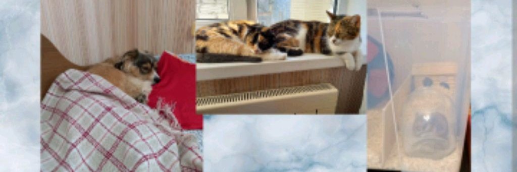 Кошки Мышки_петс