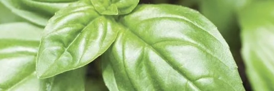 Juicy basil