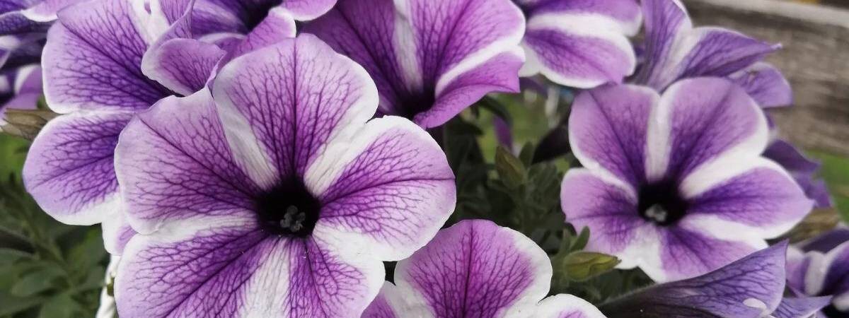 Цветущий дворик на Садовой