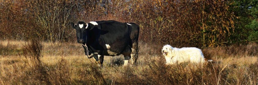 Питомник ЮРО «Пламенная Любовь»