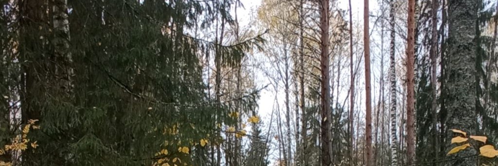 Яков и прикольные видео