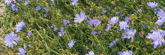 Семен Макеев