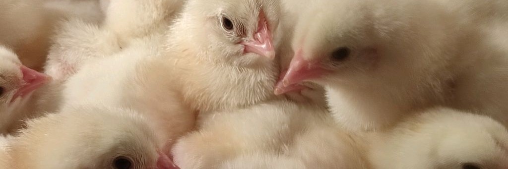 Домашняя ферма Чураковых.