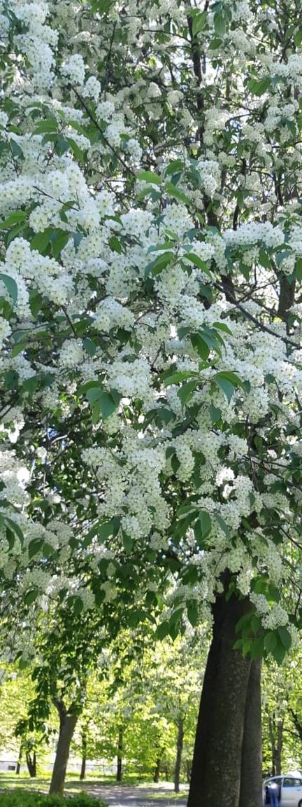 танец и йога