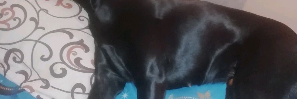 Доберман Бони