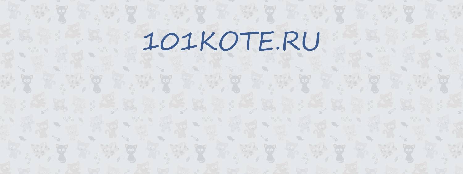 101kote.ru