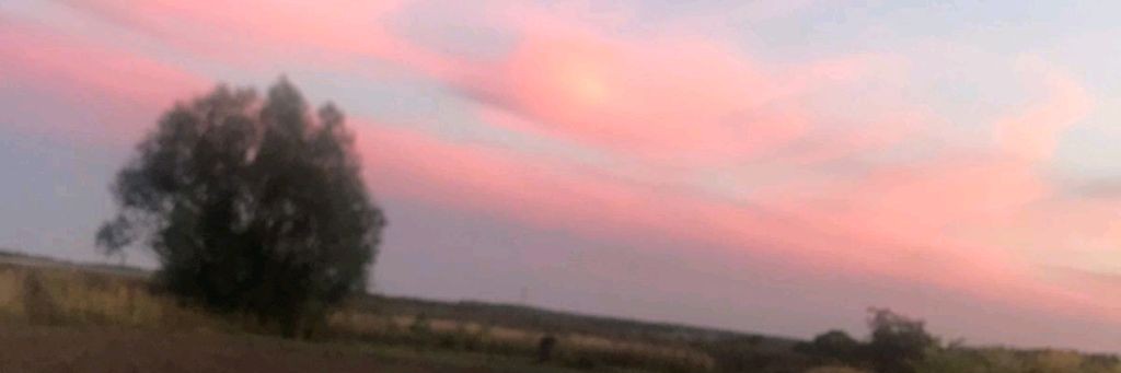 Хитрый хорёк