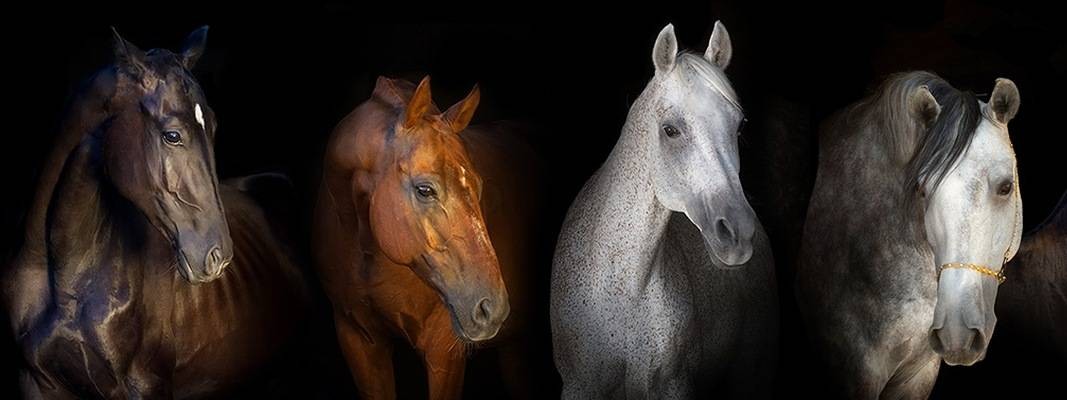 Лошади и пони