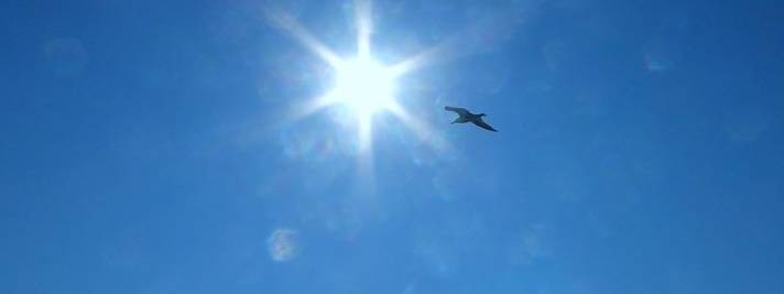 Стелла Авис