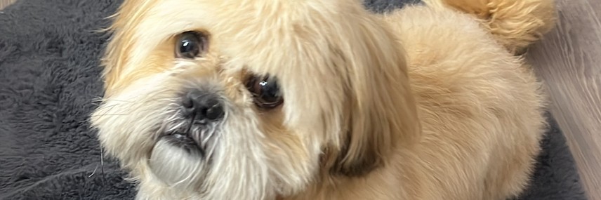 Тайная жизнь домашних животных