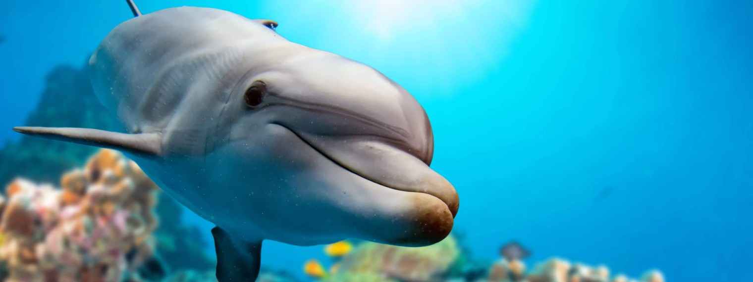 ПРИРОДА И ЖИВОТНЫЙ МИР ЗЕМЛИ.