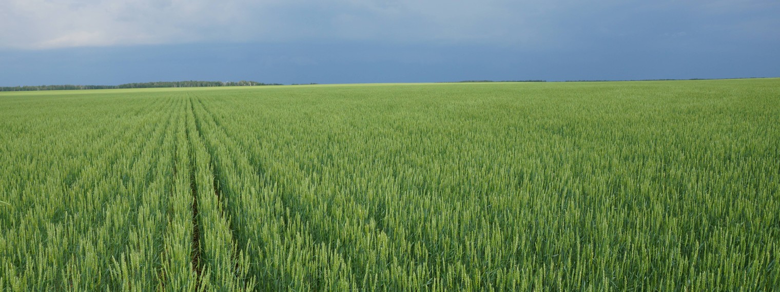 Кургансемена