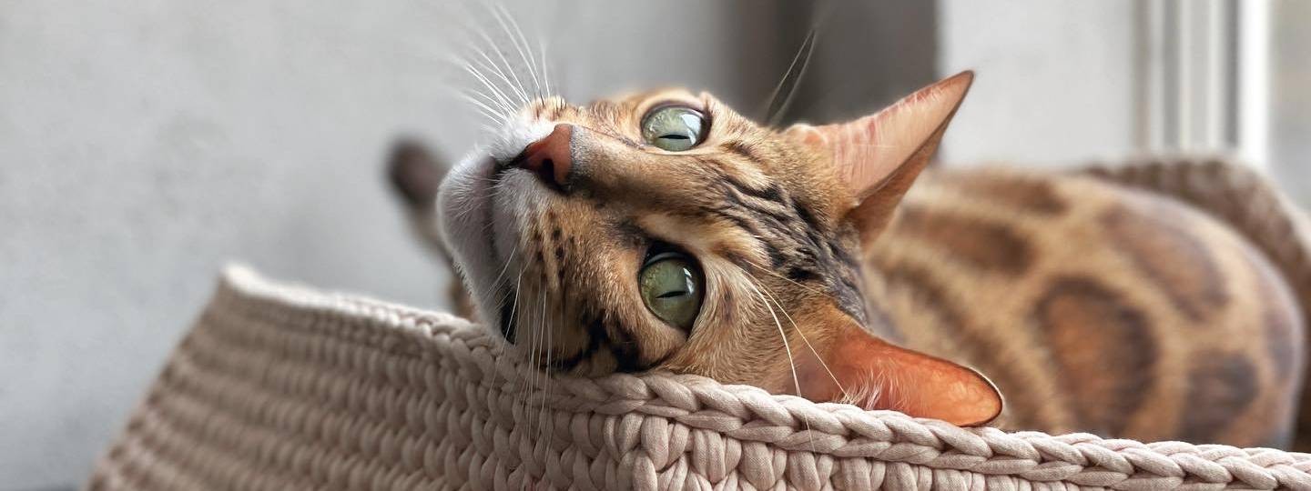 Бенгало-банда | Блог о кошках, Лекс и Фокси