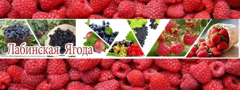 Лабинская ягода
