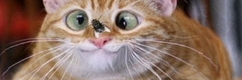 Обучение фокусам.