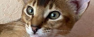 Наша Апельсинка