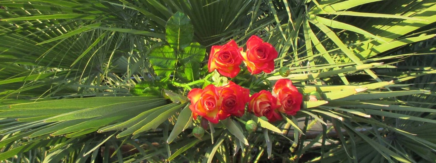 Лана Кубаночка