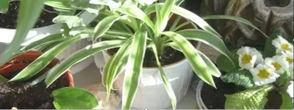 Дела домашние...