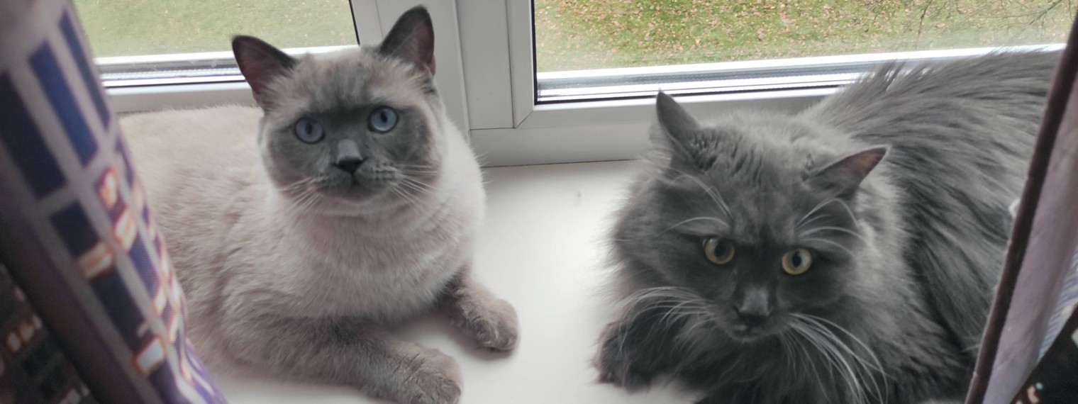 Милые котята и котики