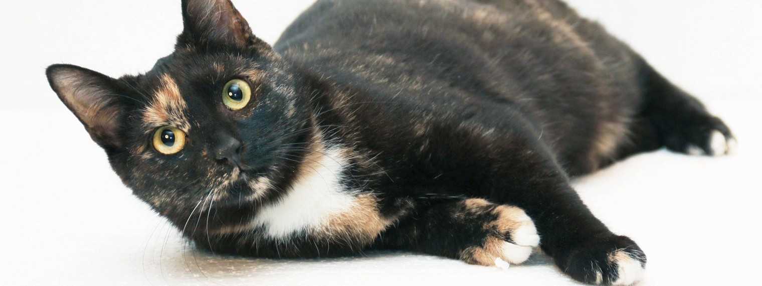 Кошкин приют Светланы Хабиевой Петербург