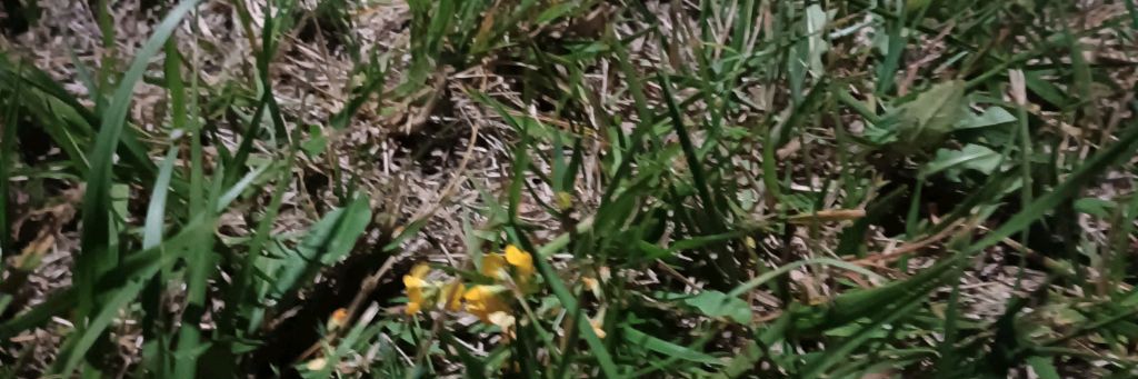 Машуня лулу