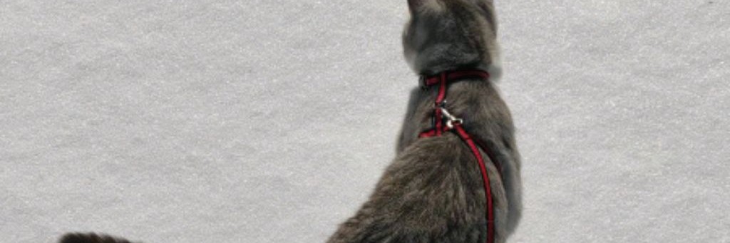 Радирадости