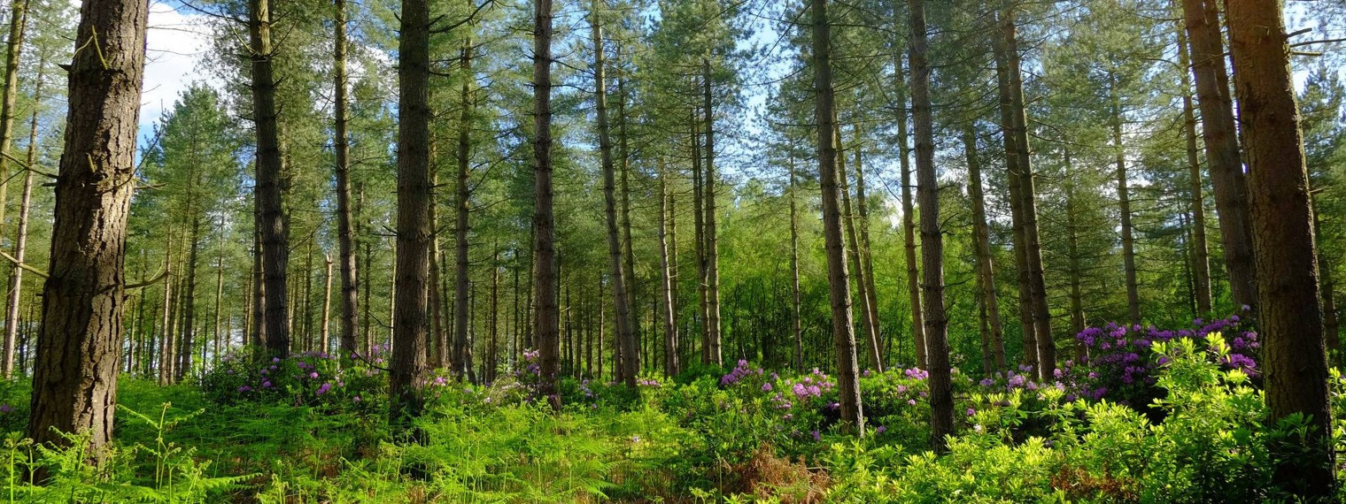 Евгений Тропин