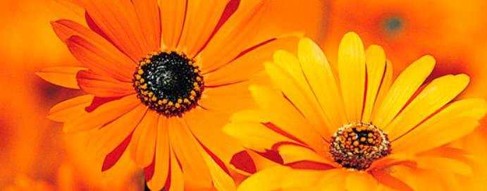 Галкина Наталья