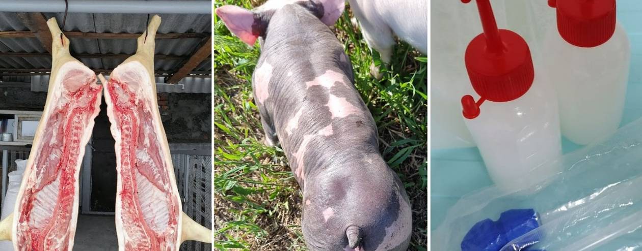 Миллион на свиньях