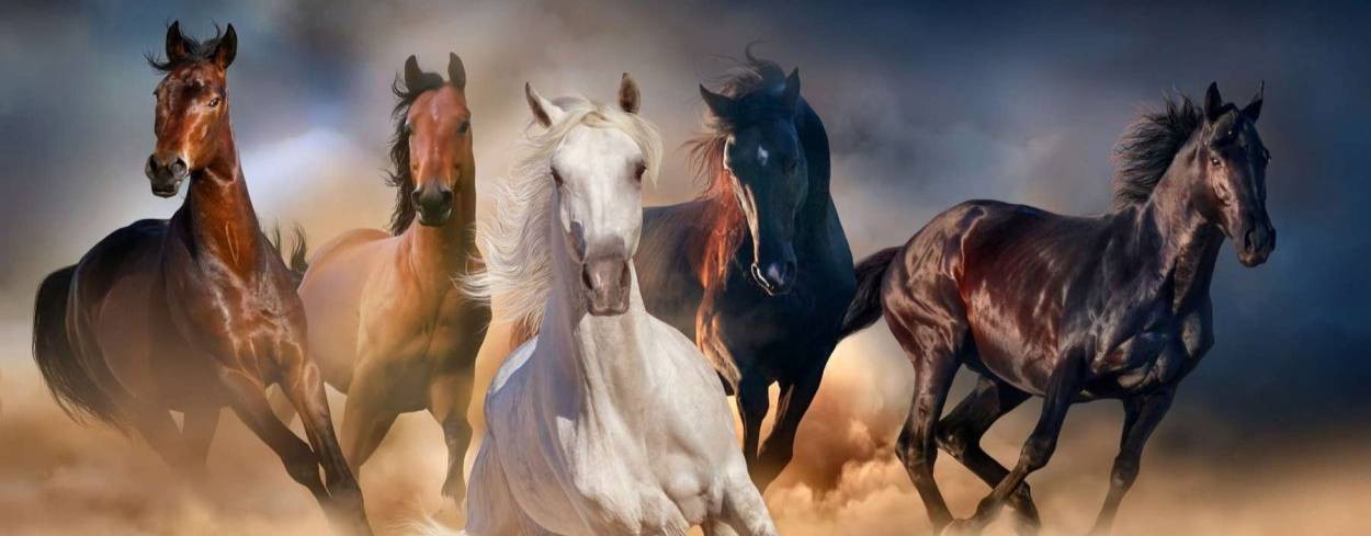 Игорь Миронов. Седла, верховая амуниция.