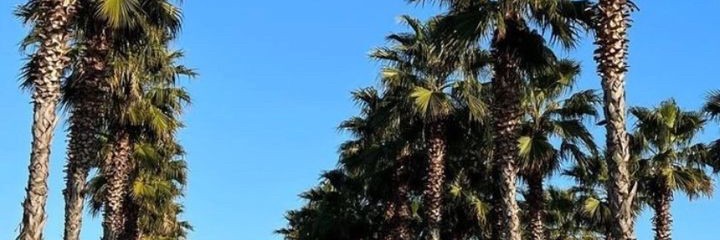 Экскурсии в Сочи