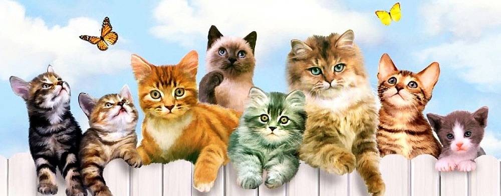 Кошки. От лапок до хвоста.