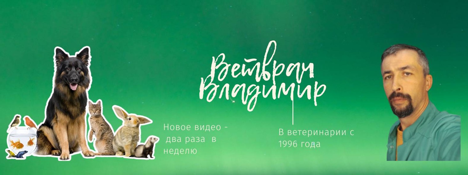 Забота о животных. Советы ветеринарного врача.