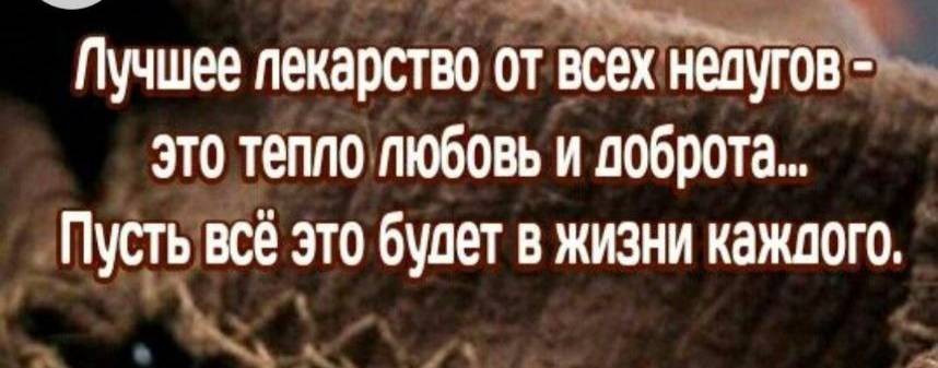 Акиты Граф и Тами