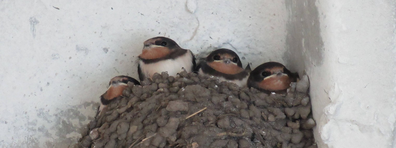 Главная синица - птицы и животные