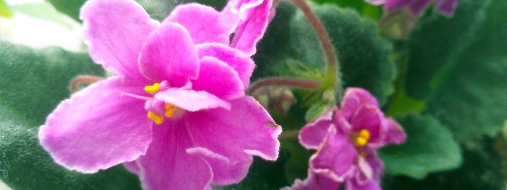 Фёдор Ящиков